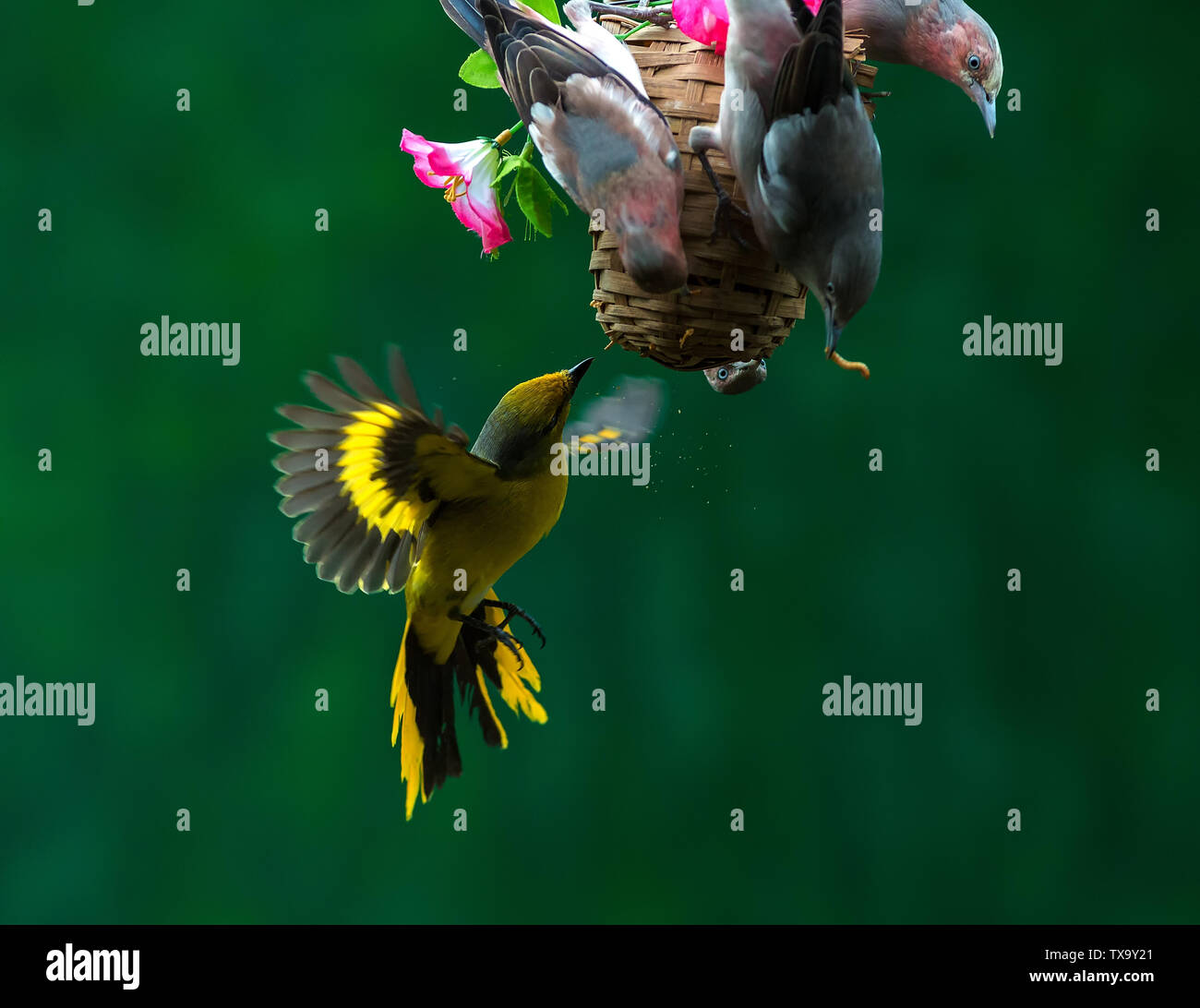 Birds foraging moments Stock Photo - Alamy