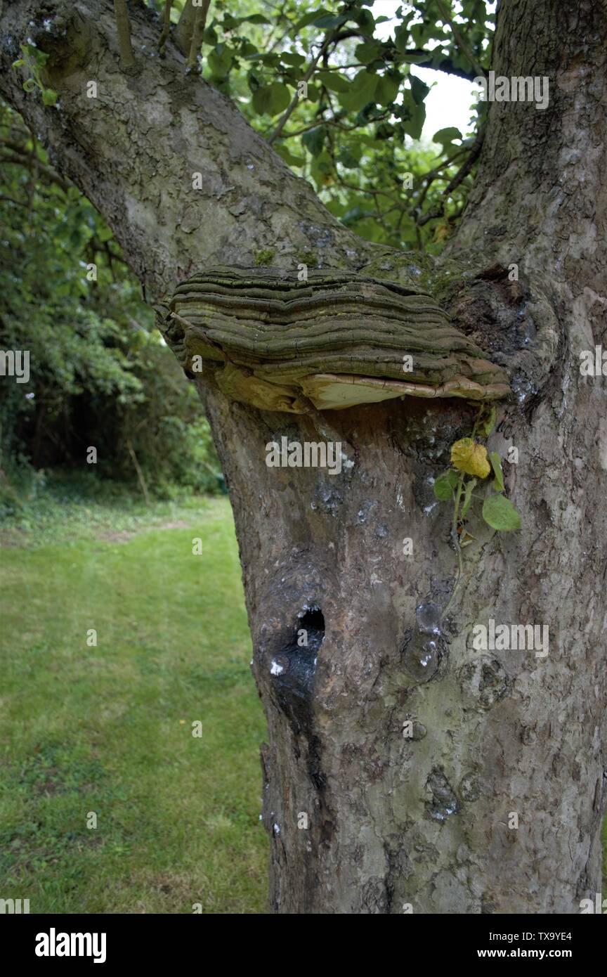 Funghi on old apple tree hi-res stock photography and images - Alamy
