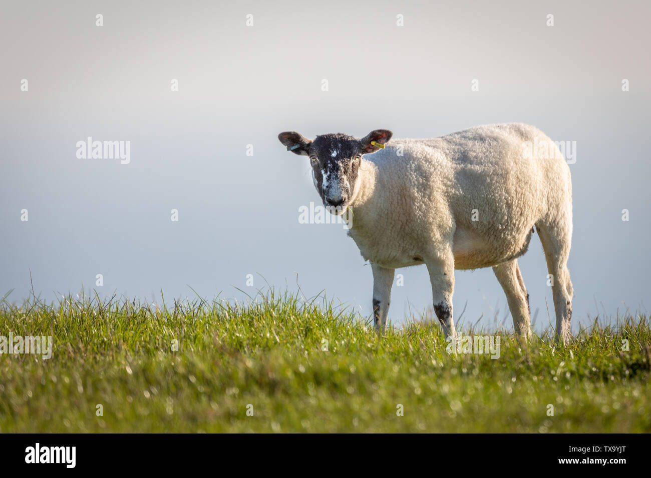 lone sheet in a grass field on hill Stock Photo - Alamy