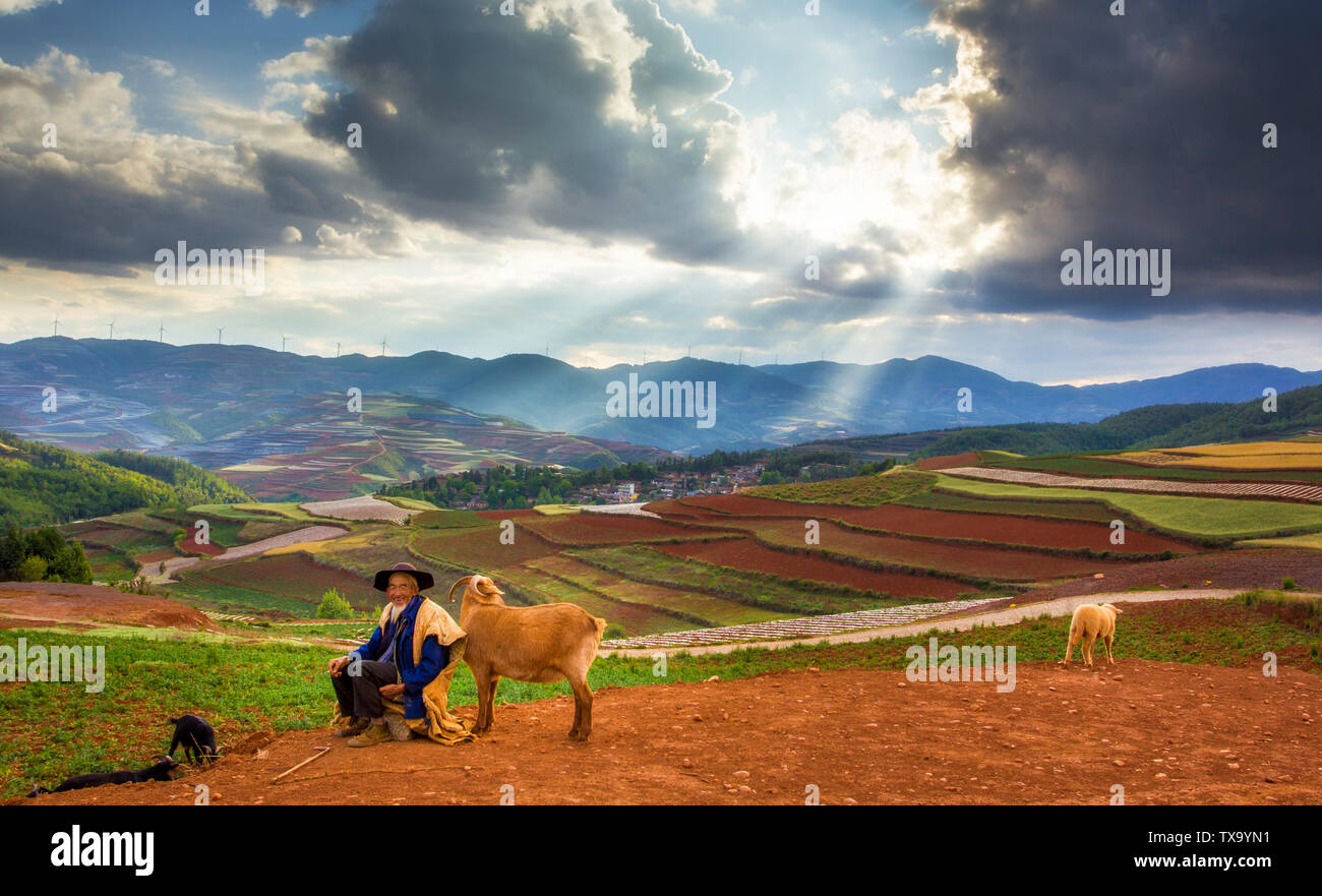 The old man watching the wheat field Stock Photo - Alamy