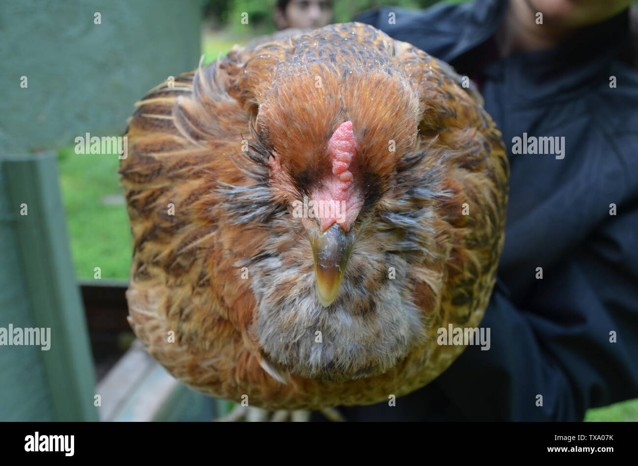 Angry chickens hi-res stock photography and images - Alamy