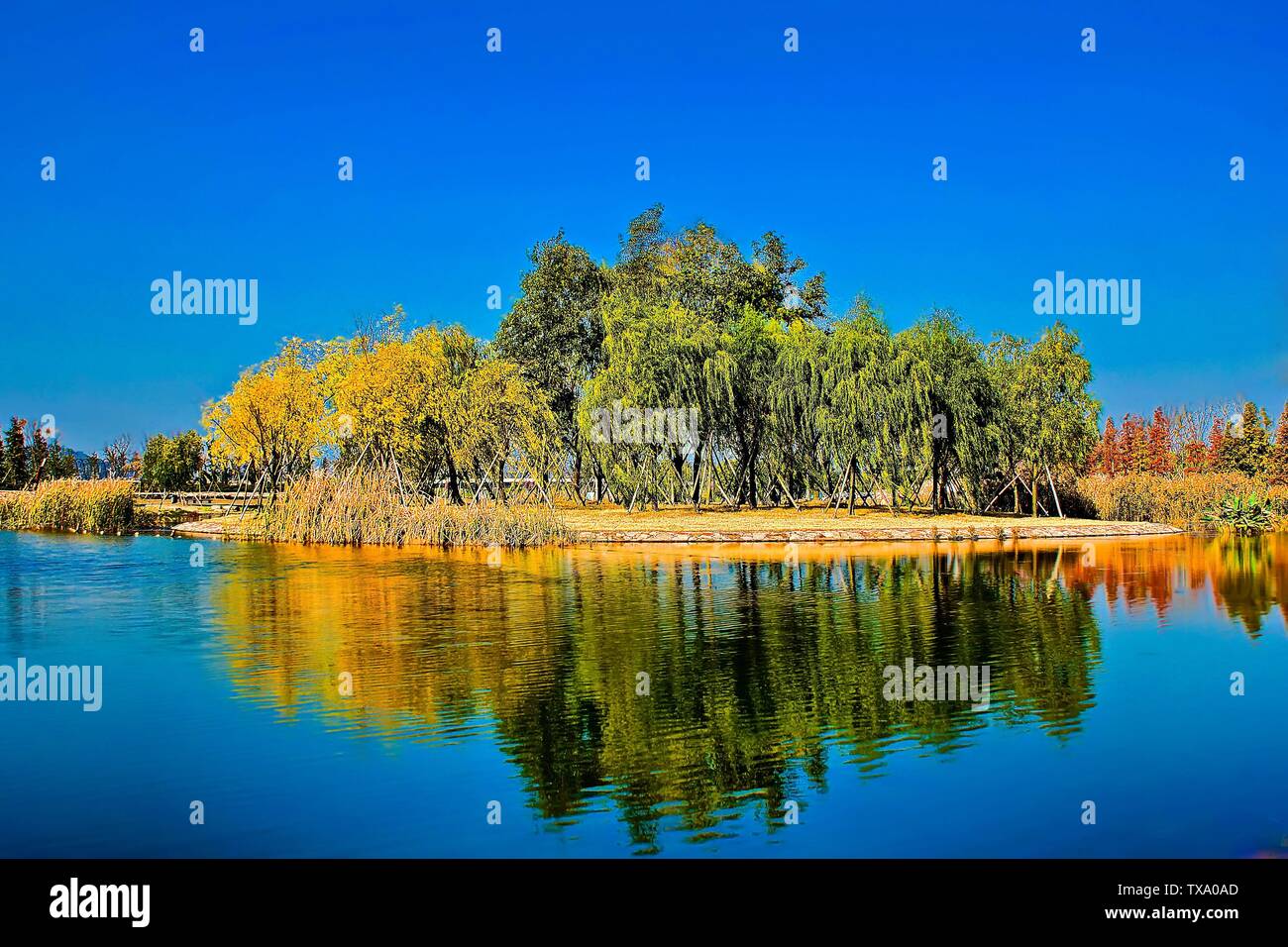 Scenery of Chenshan Botanical Garden in Shanghai Stock Photo - Alamy