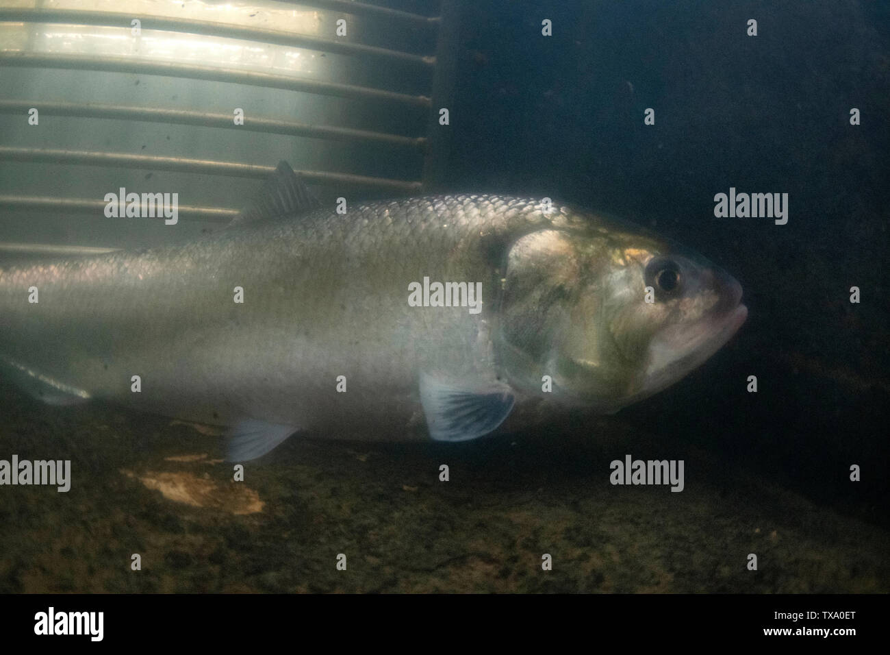 Allis shad, alosa alosa, Being released in from a tagging, River Tamar ...