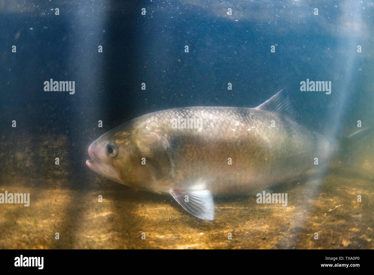 Allis Shad High Resolution Stock Photography and Images - Alamy
