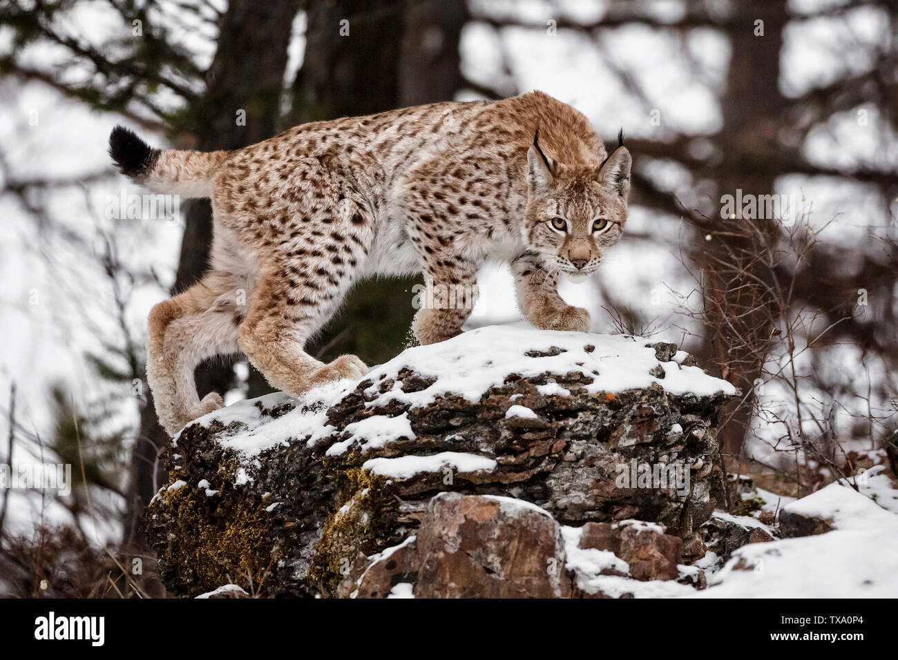 Siberian lynx hi-res stock photography and images - Alamy