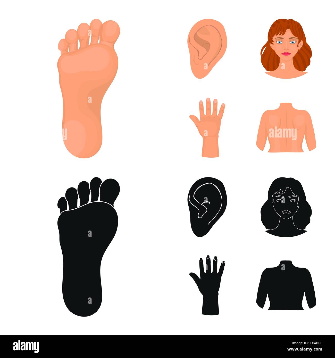 Vector design of body and part sign. Set of body and anatomy stock ...