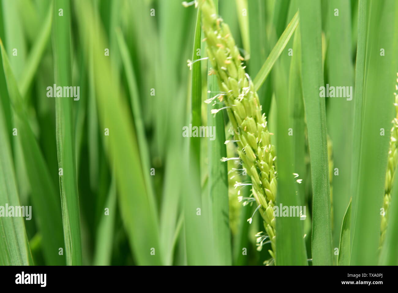 Rice spike paddy field, rice Stock Photo - Alamy