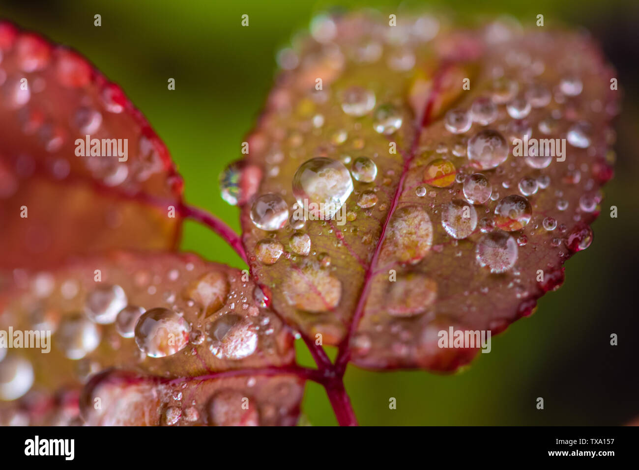 Skin dew hi-res stock photography and images - Alamy