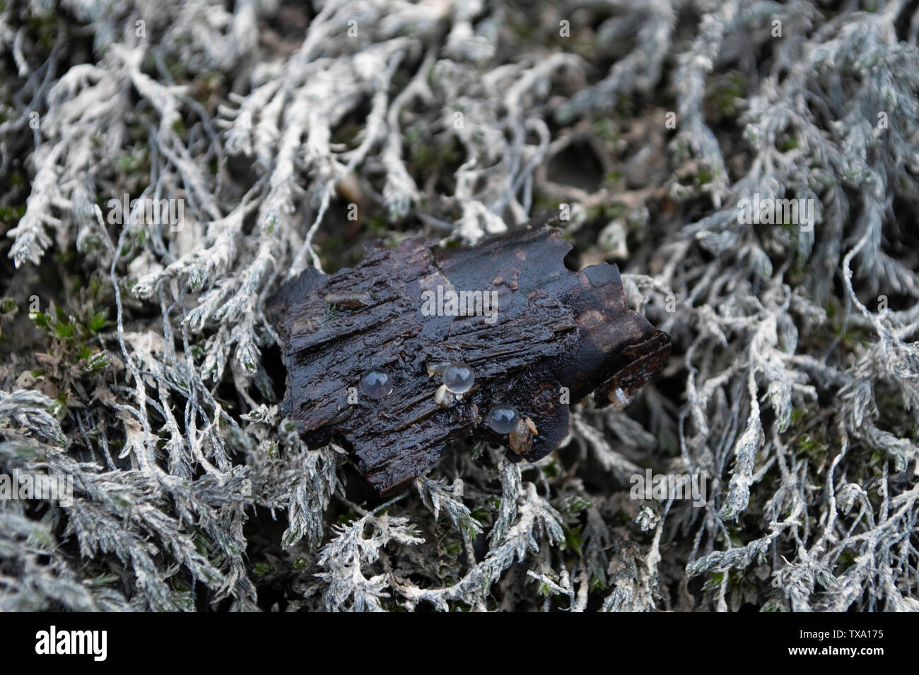 Allis shad eggs Stock Photo - Alamy
