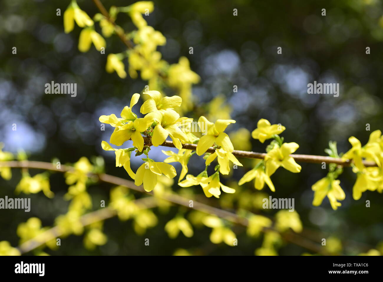 Peach blossom magnolia in spring Stock Photo - Alamy
