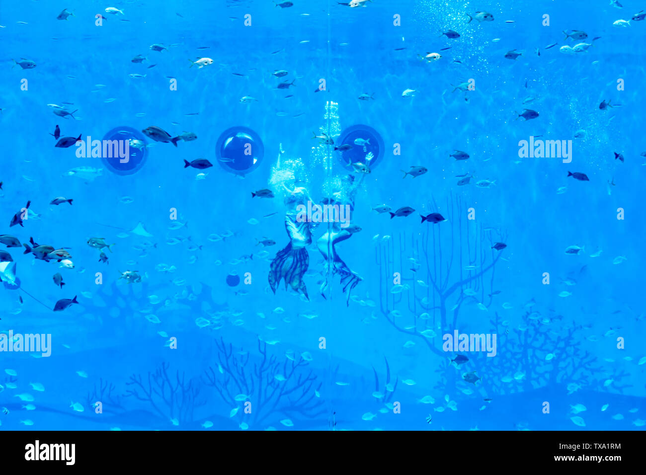 Mermaid performance at Haichang Ocean Park, Shanghai Stock Photo - Alamy