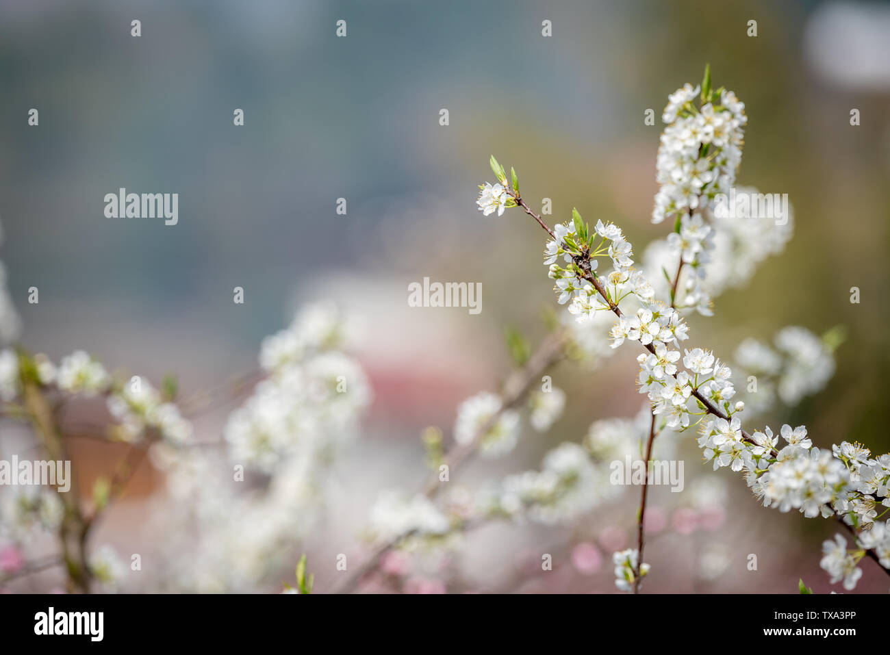 Longquanyi hi-res stock photography and images - Alamy