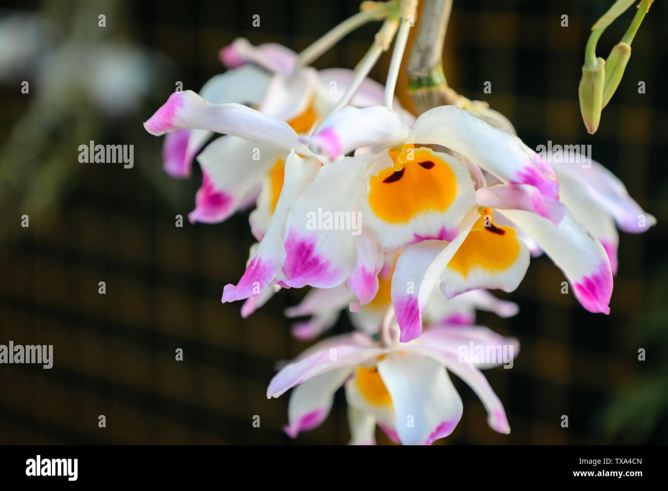 Dendrobium orchid gift hi-res stock photography and images - Alamy