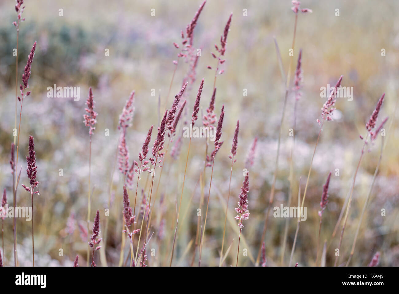 Purple spikelets in a field at sunset. Summer evening in nature Stock ...