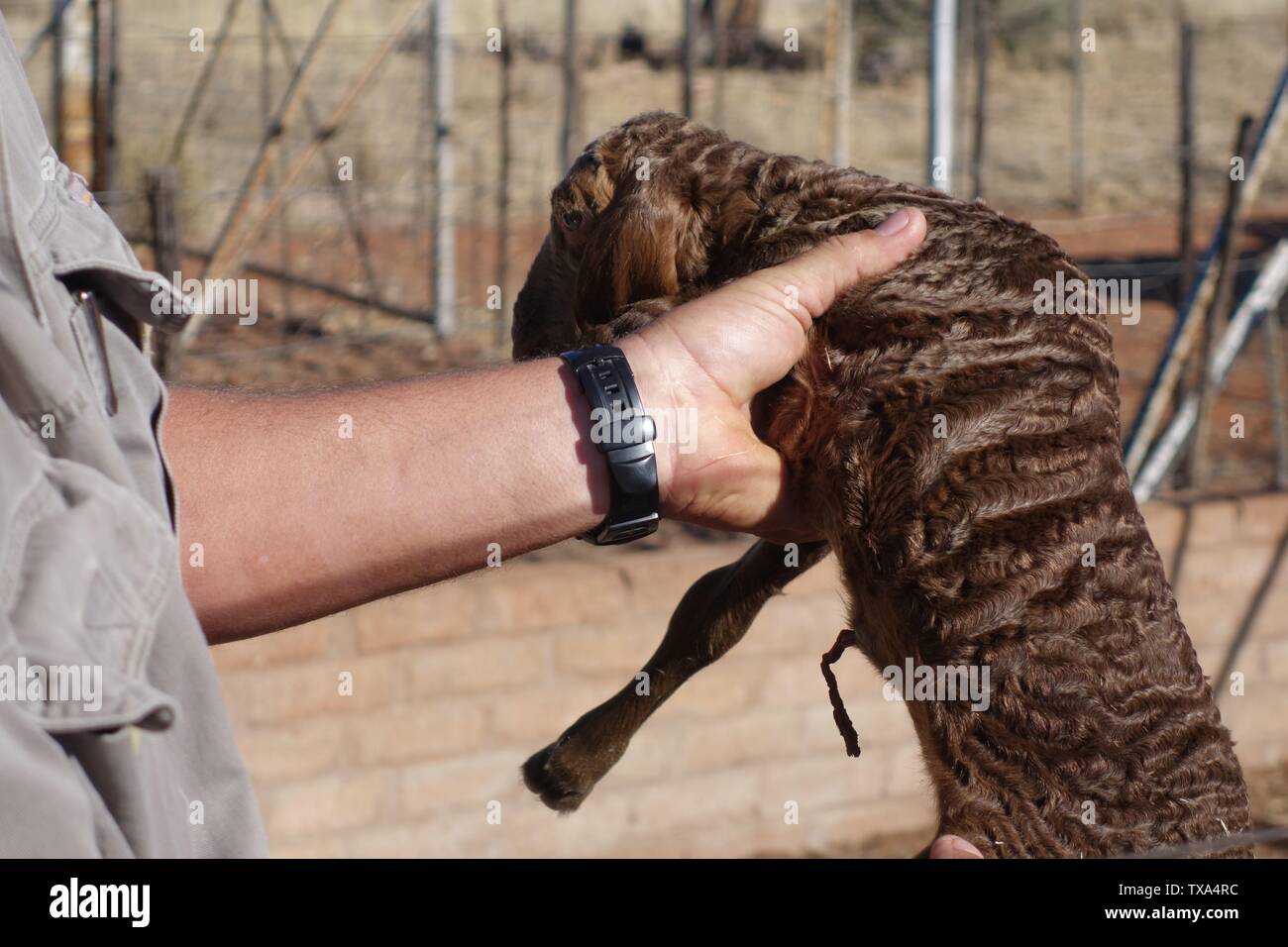 Swakara High Resolution Stock Photography and Images - Alamy