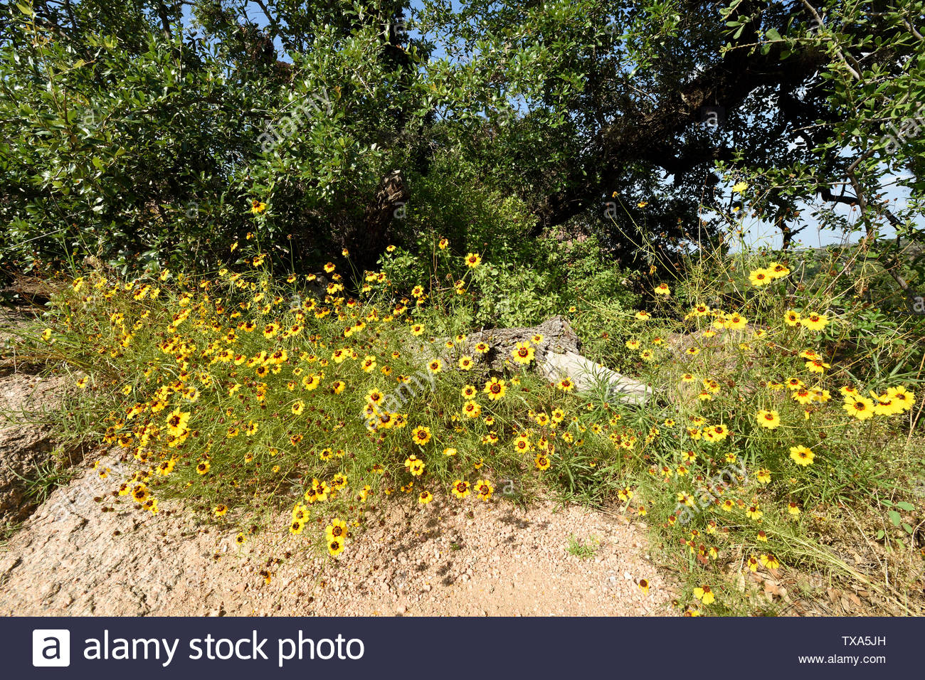 Texas Hill Country Oak Tree High Resolution Stock Photography and ...