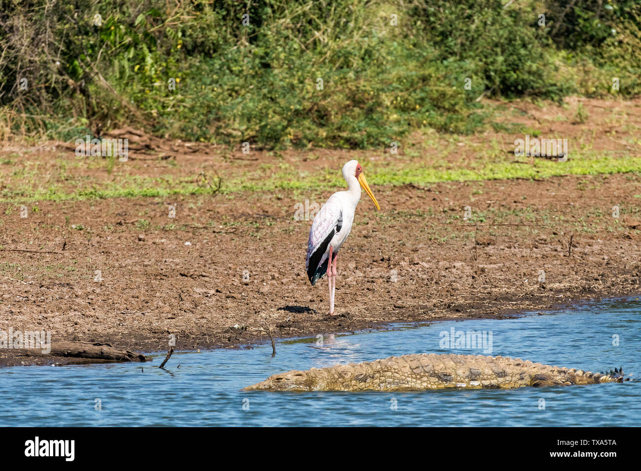 A yellow-billed stork, Mycteria ibis, and a nile crocodile, Crocodylus ...