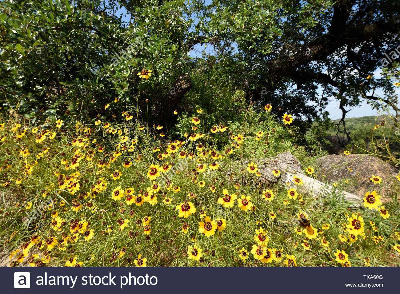 Calliopsis Wildflowers High Resolution Stock Photography and Images - Alamy