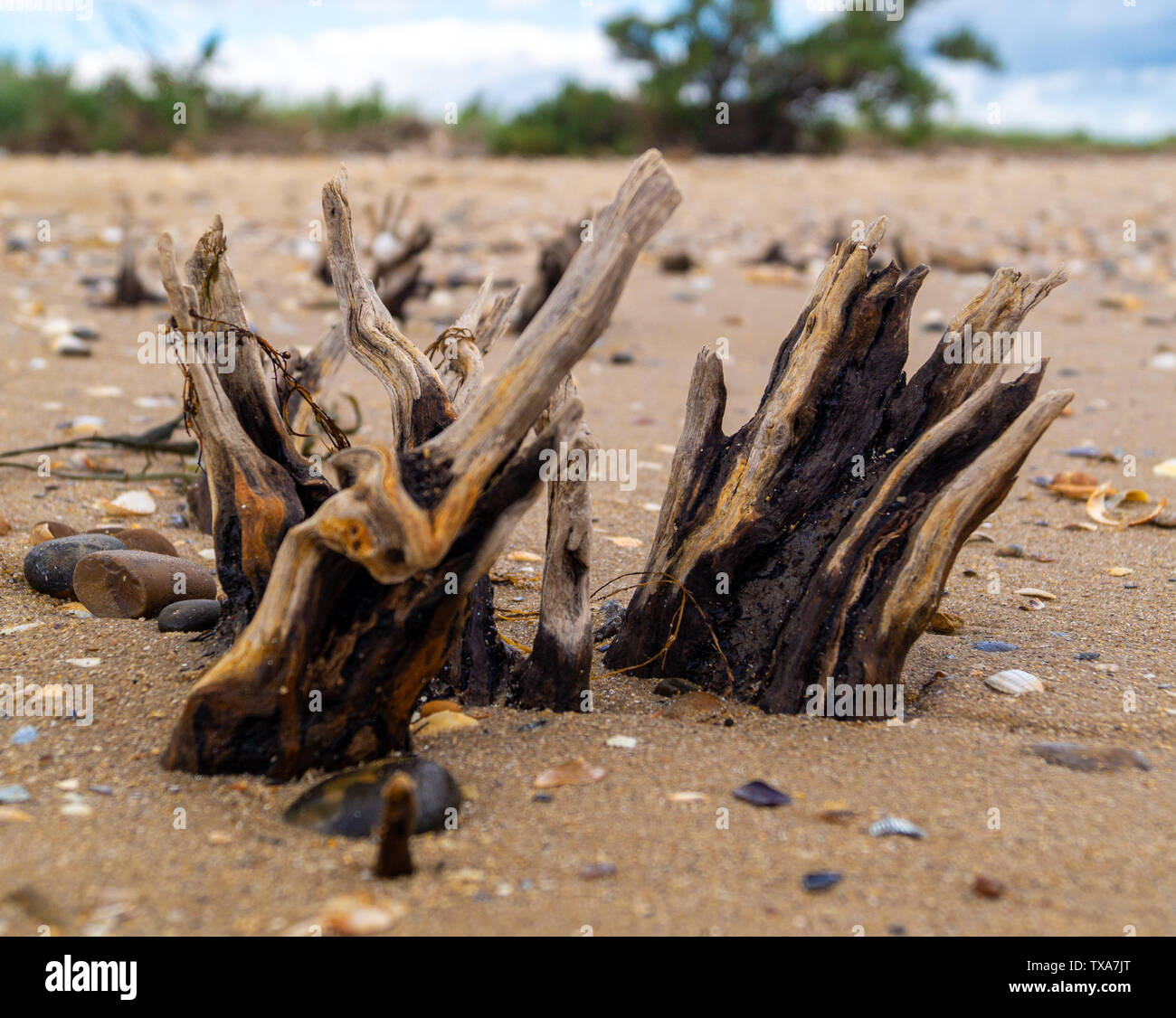 old tree stumps pushing through sand to form abstact patterns on the ...