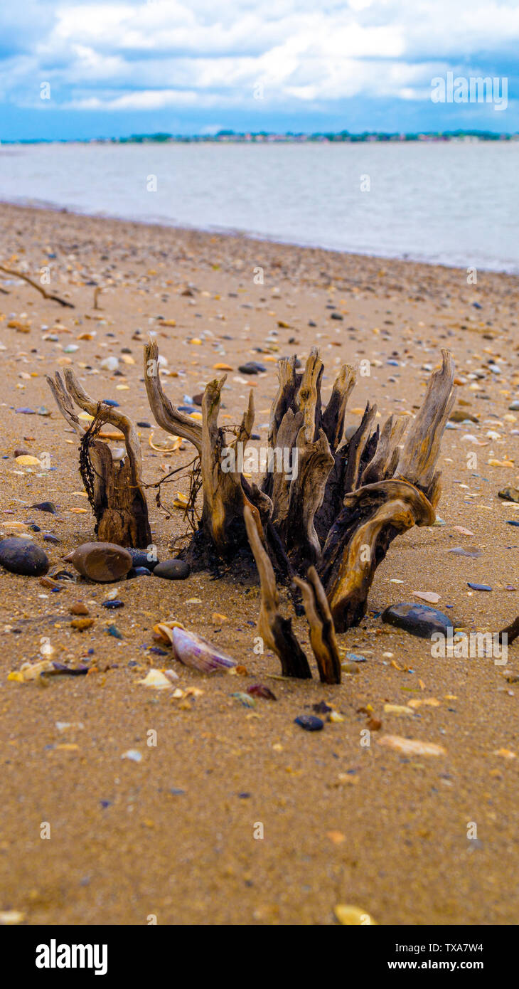 old tree stumps pushing through sand to form abstact patterns on the ...