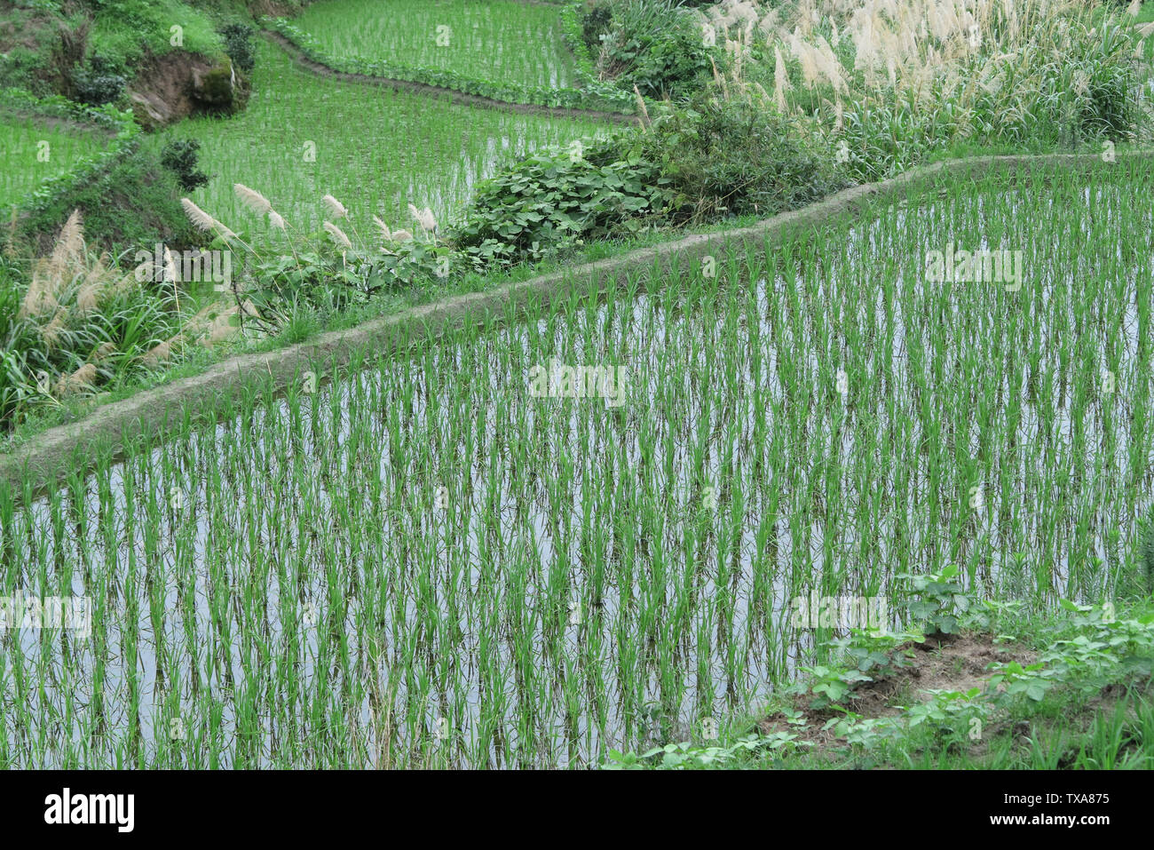 Chinese rice culture and irrigation hi-res stock photography and images ...