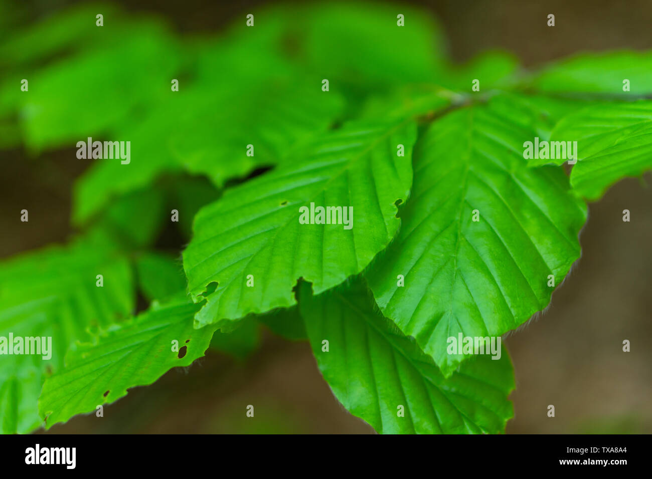 green leaves on the forest background, closeup Stock Photo - Alamy