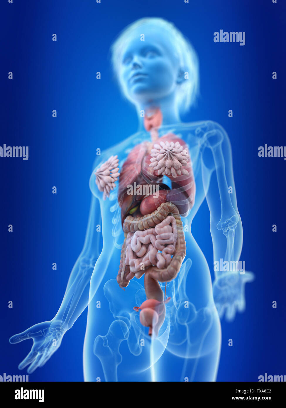 Female intestinal anatomy hi-res stock photography and images - Alamy