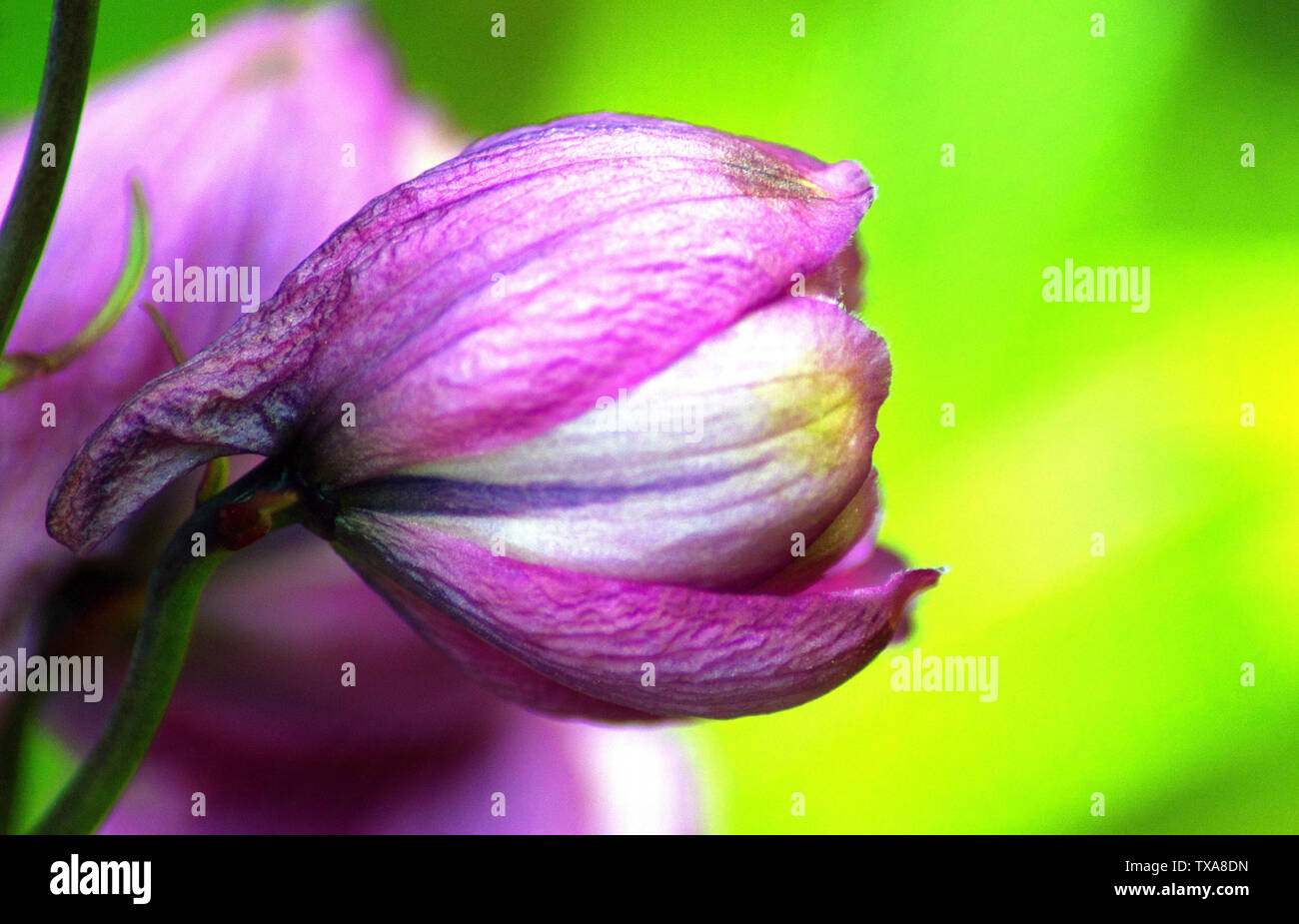 Close up of flower(s) opening Stock Photo - Alamy
