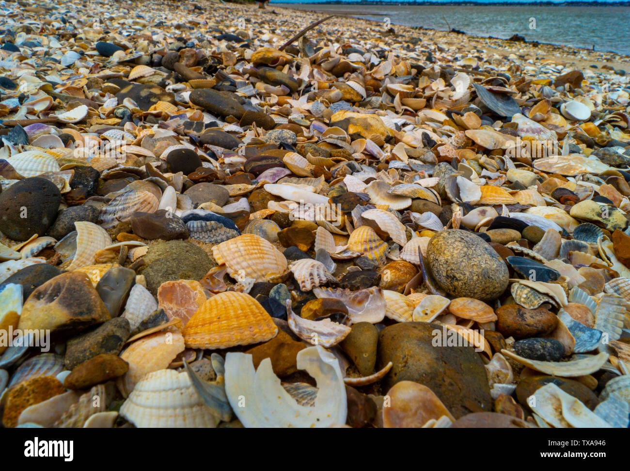 Close up ,over the top view ,of shells and pebbles on beach to form ...