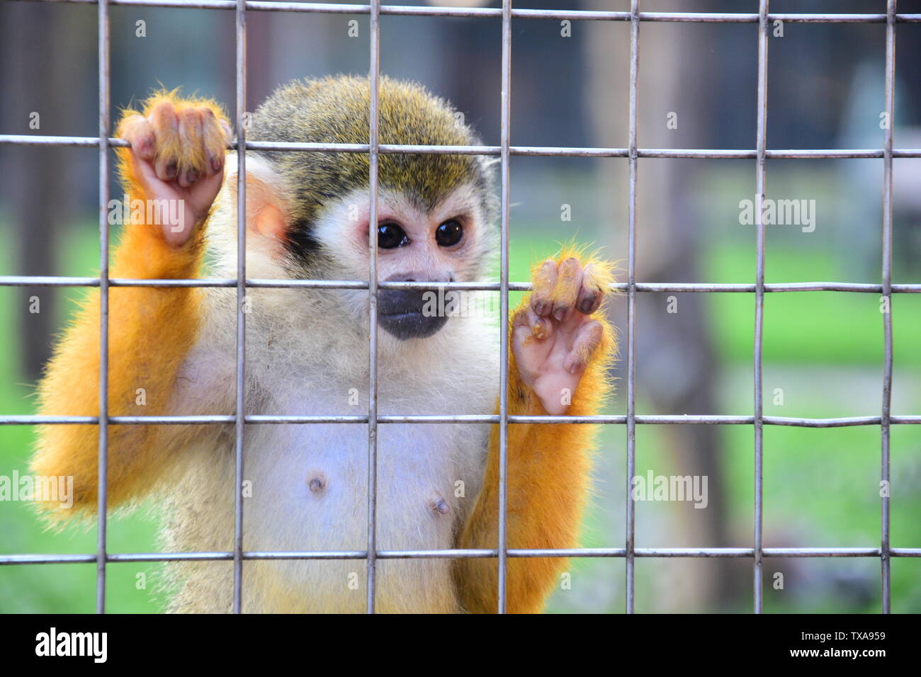 The golden monkey at the zoo Stock Photo - Alamy