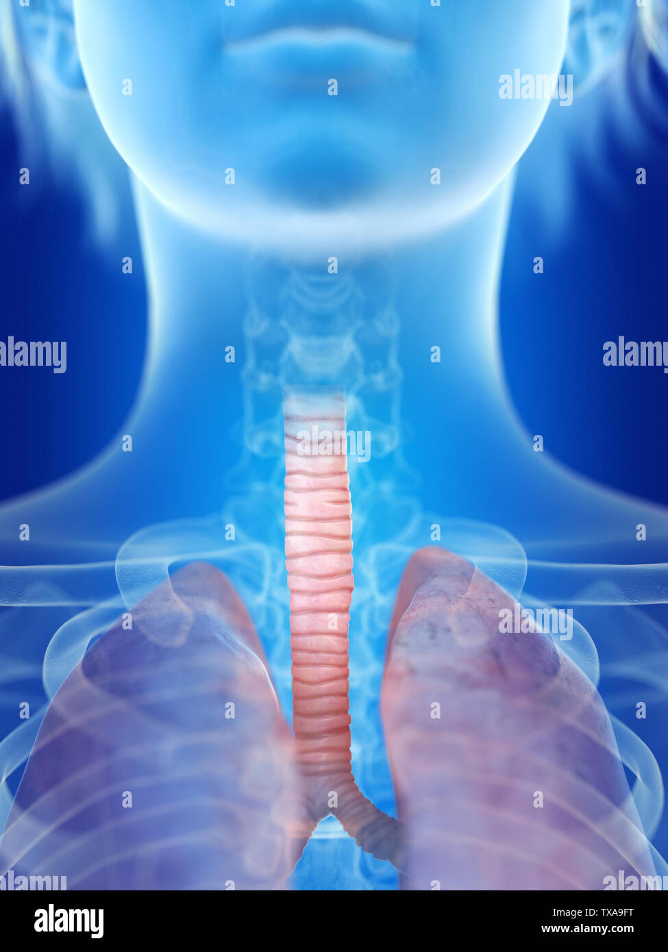 3d rendered medically accurate illustration of a womans trachea Stock ...