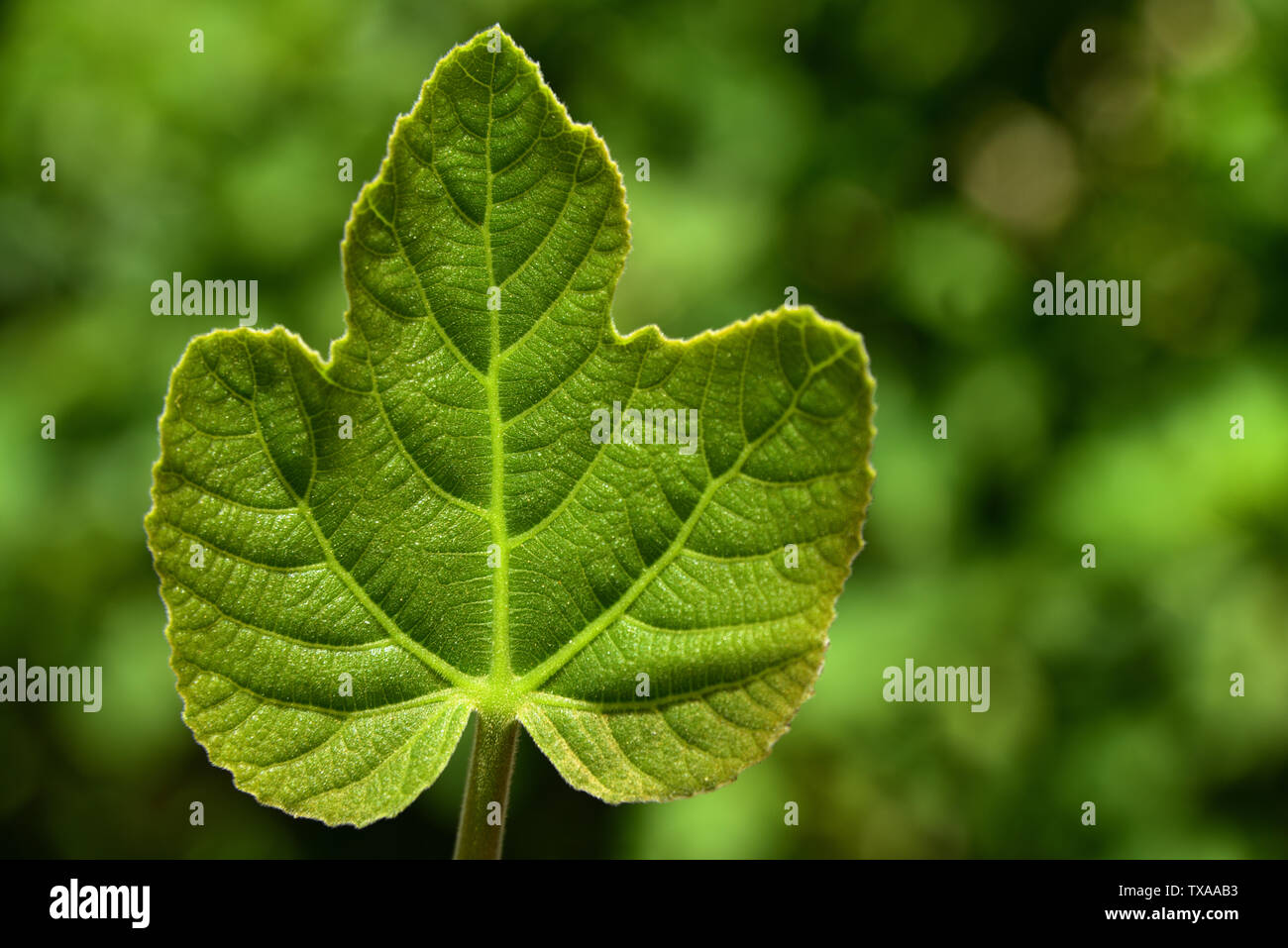 Green fig leaf hi-res stock photography and images - Alamy