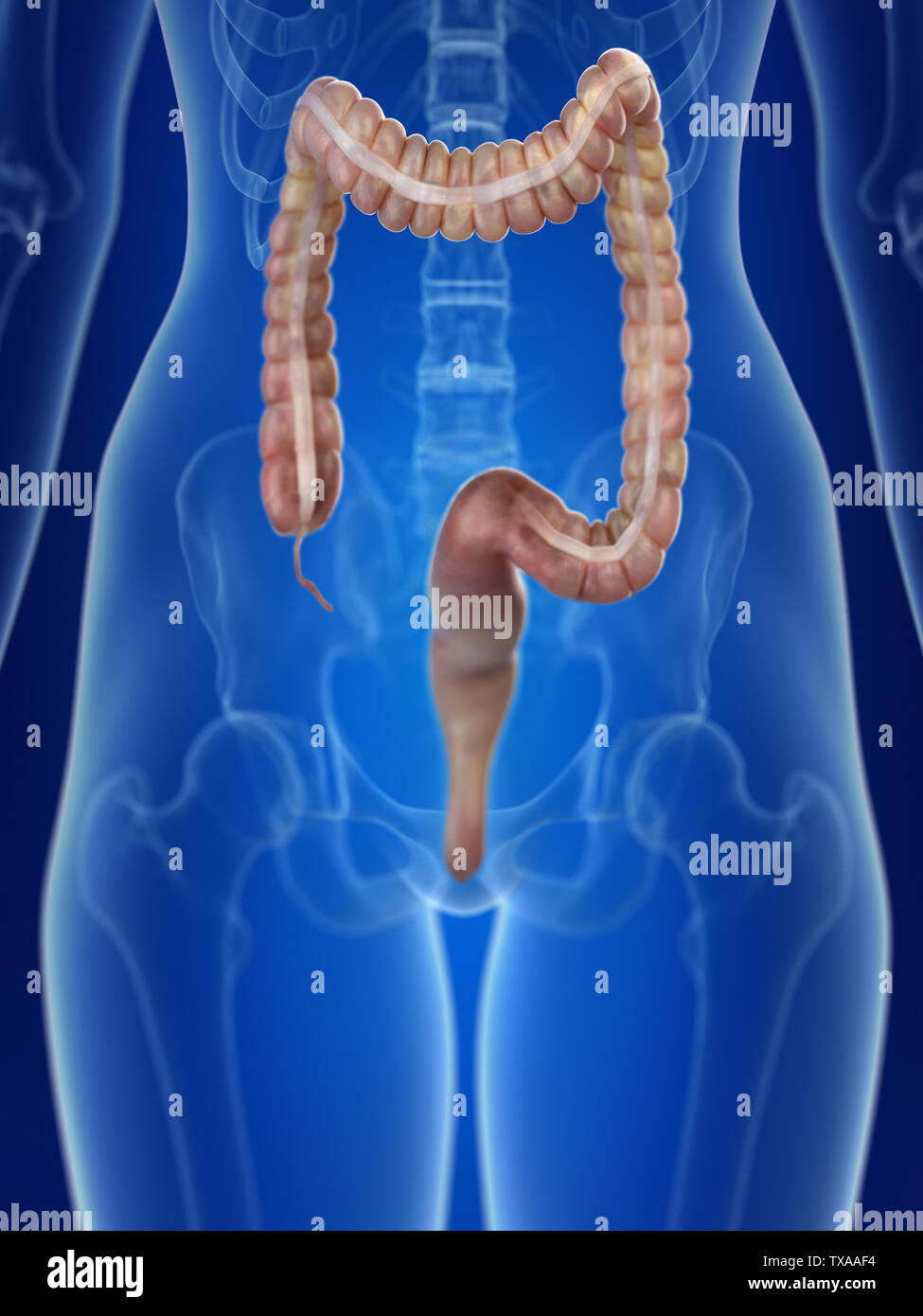 3d rendered medically accurate illustration of a womans colon Stock ...