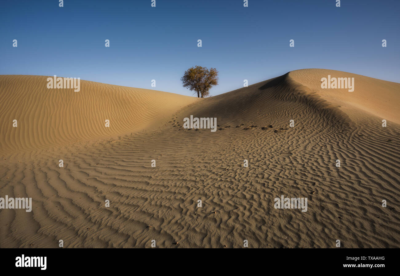 Hu yang texture hi-res stock photography and images - Alamy