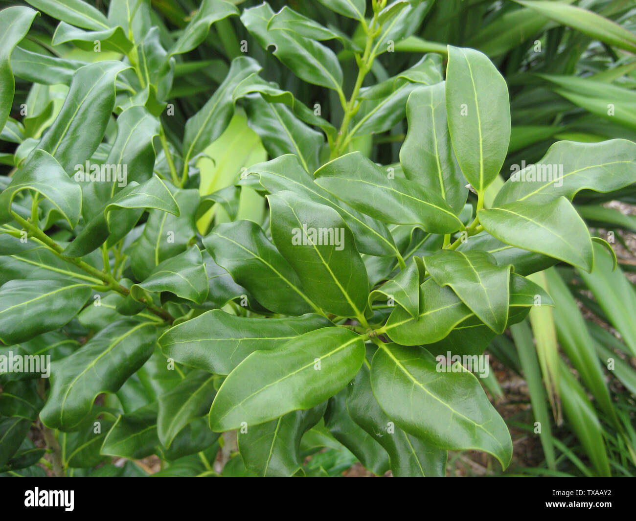 Coastal maire tree hi-res stock photography and images - Alamy