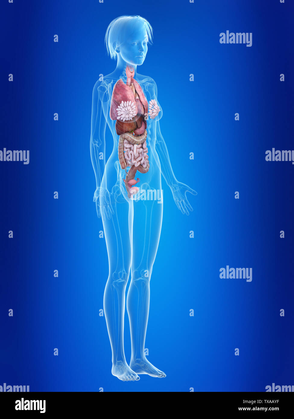 3d rendered medically accurate illustration of a females organs Stock ...