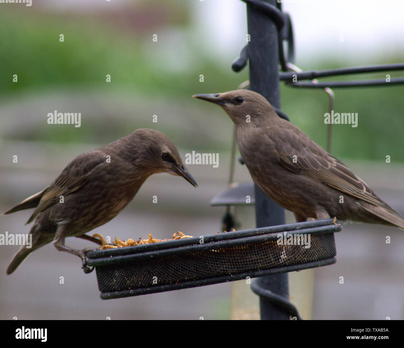 Green fat ball feeder hi-res stock photography and images - Alamy