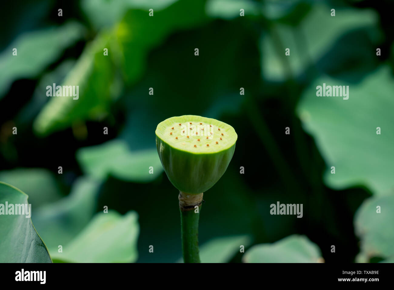 Summer lotus in foreign countries hi-res stock photography and images ...