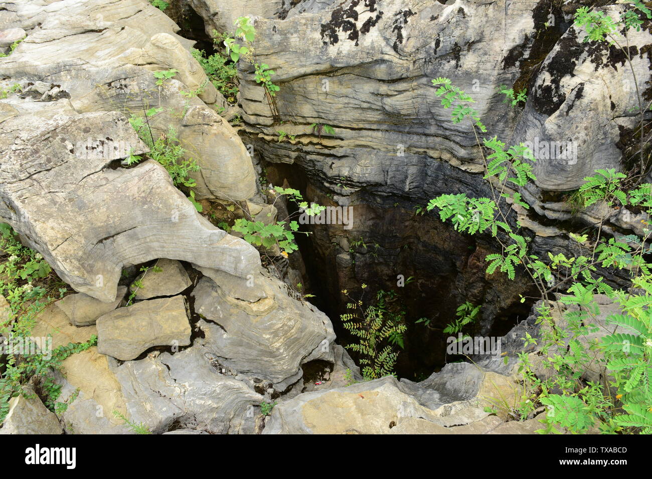 Beautiful stone forest Stock Photo - Alamy