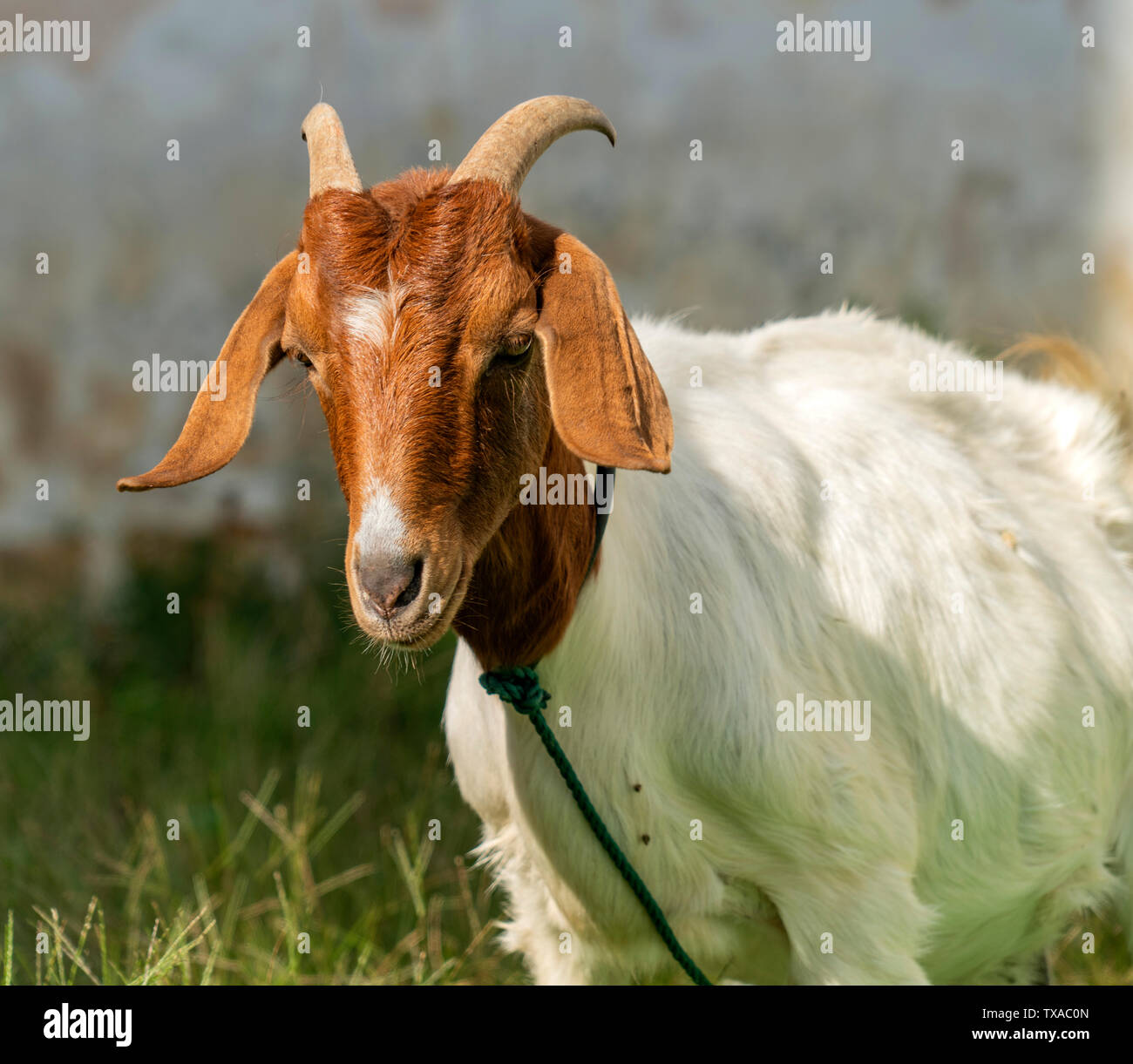 Random portraits hi-res stock photography and images - Alamy