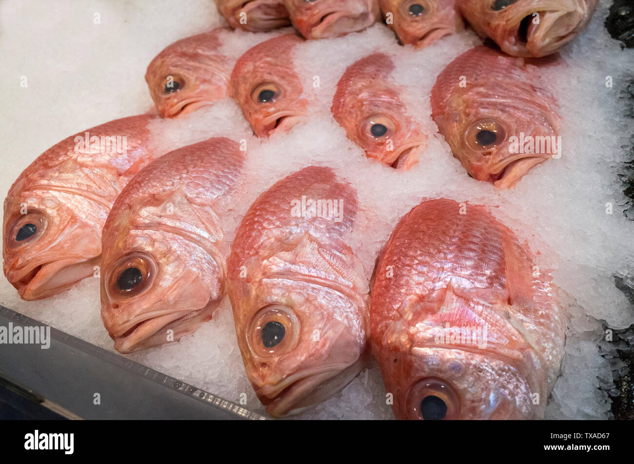 Iron armor fish Stock Photo - Alamy