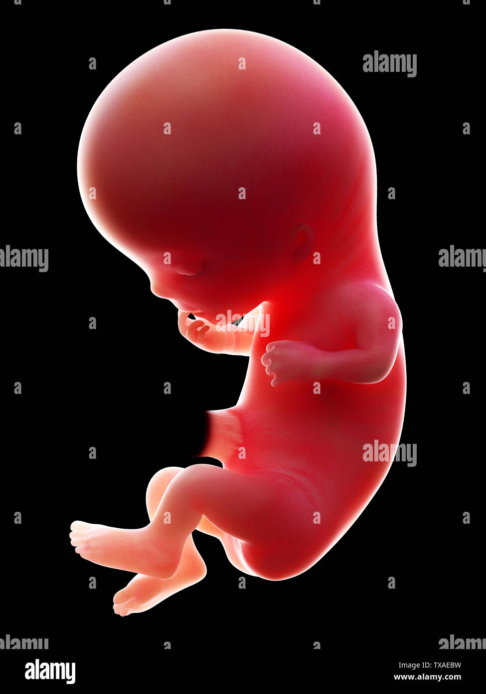 Child growth stage chart hi-res stock photography and images - Alamy