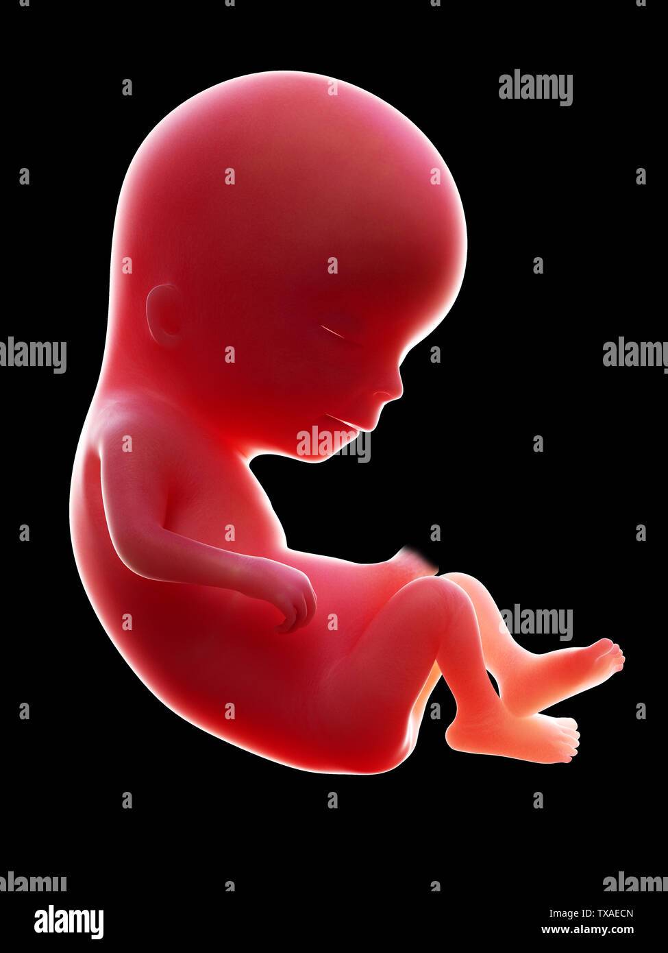 3d rendered medically accurate illustration of a human fetus, week 13 ...