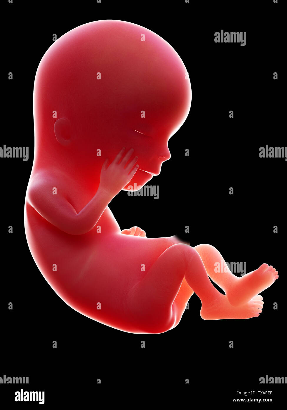 3d rendered medically accurate illustration of a human fetus, week 12 ...