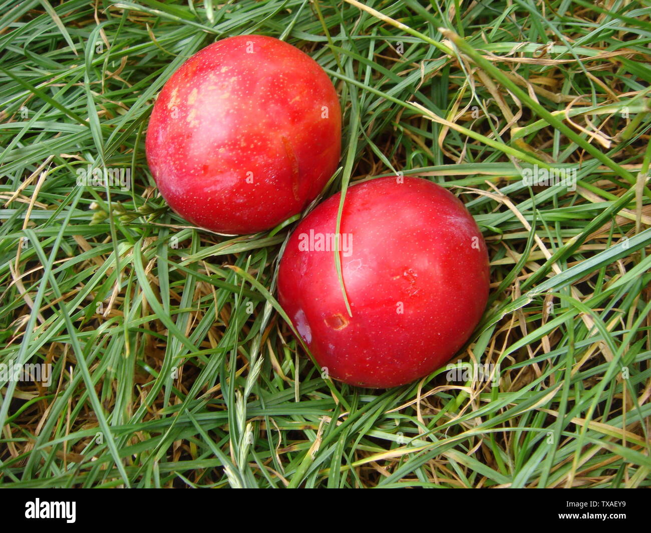 Red plum fruits on green grass growing in the garden Stock Photo - Alamy