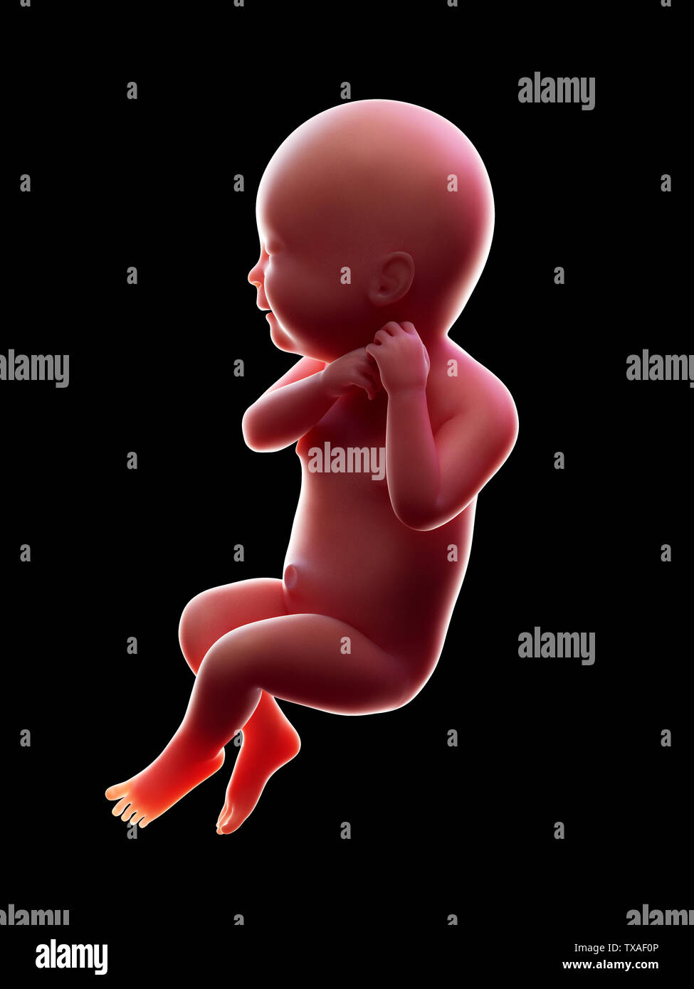 Child growth stage chart hi-res stock photography and images - Alamy