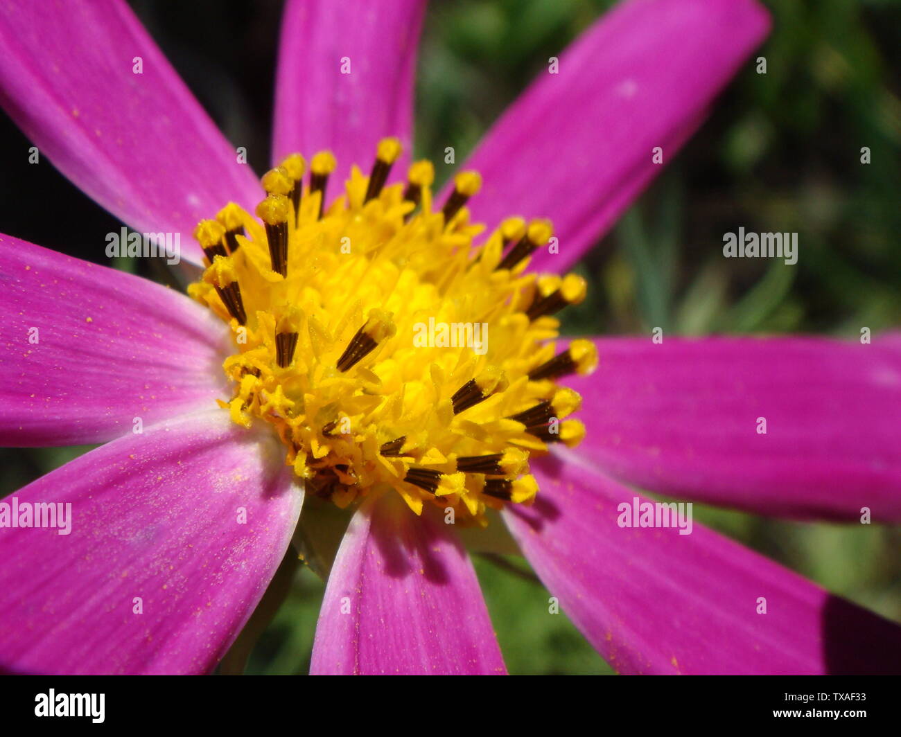 Cosmos flower (Cosmos Bipinnatus) with blurred background. Flower ...