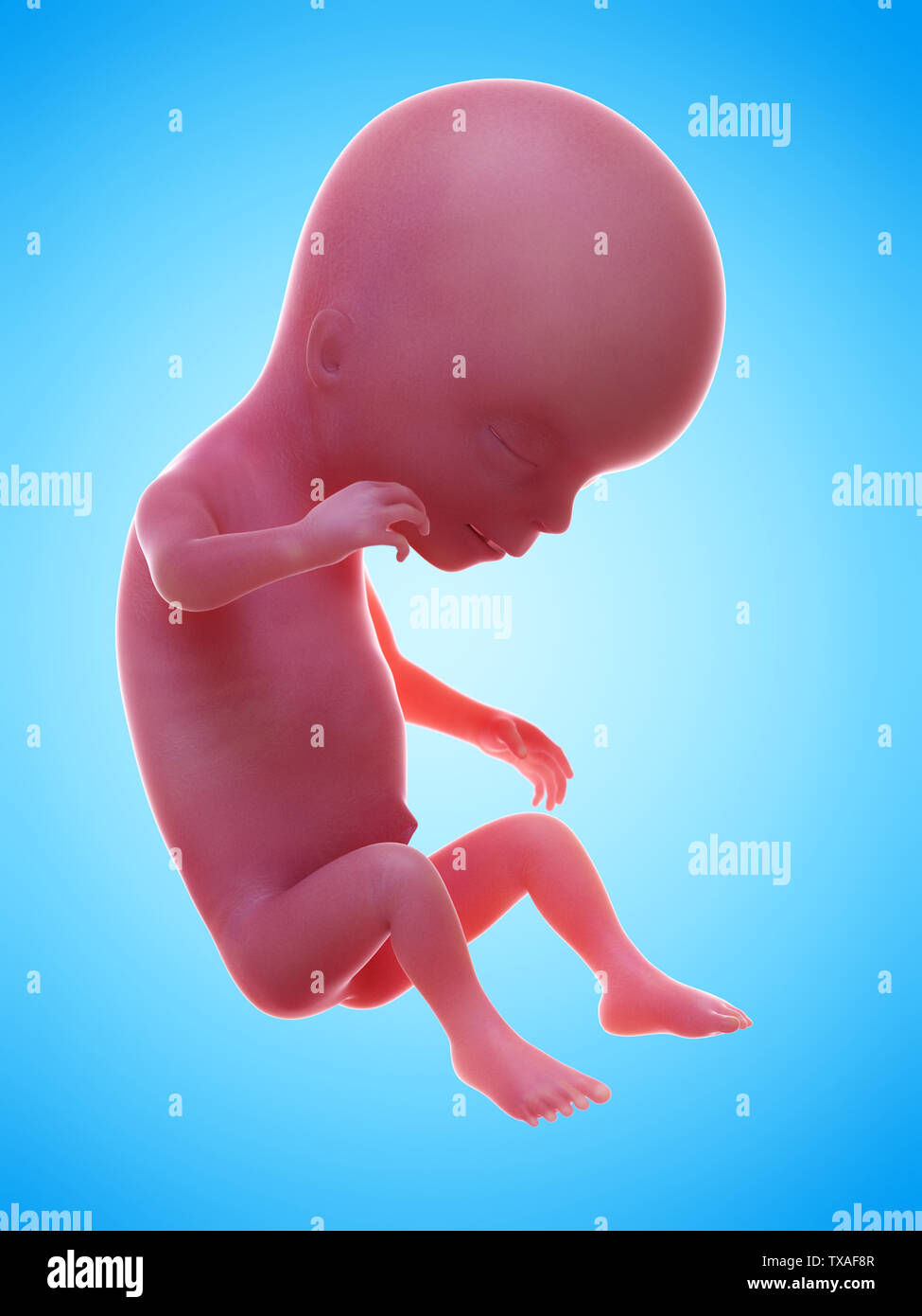 14 week baby hi-res stock photography and images - Alamy
