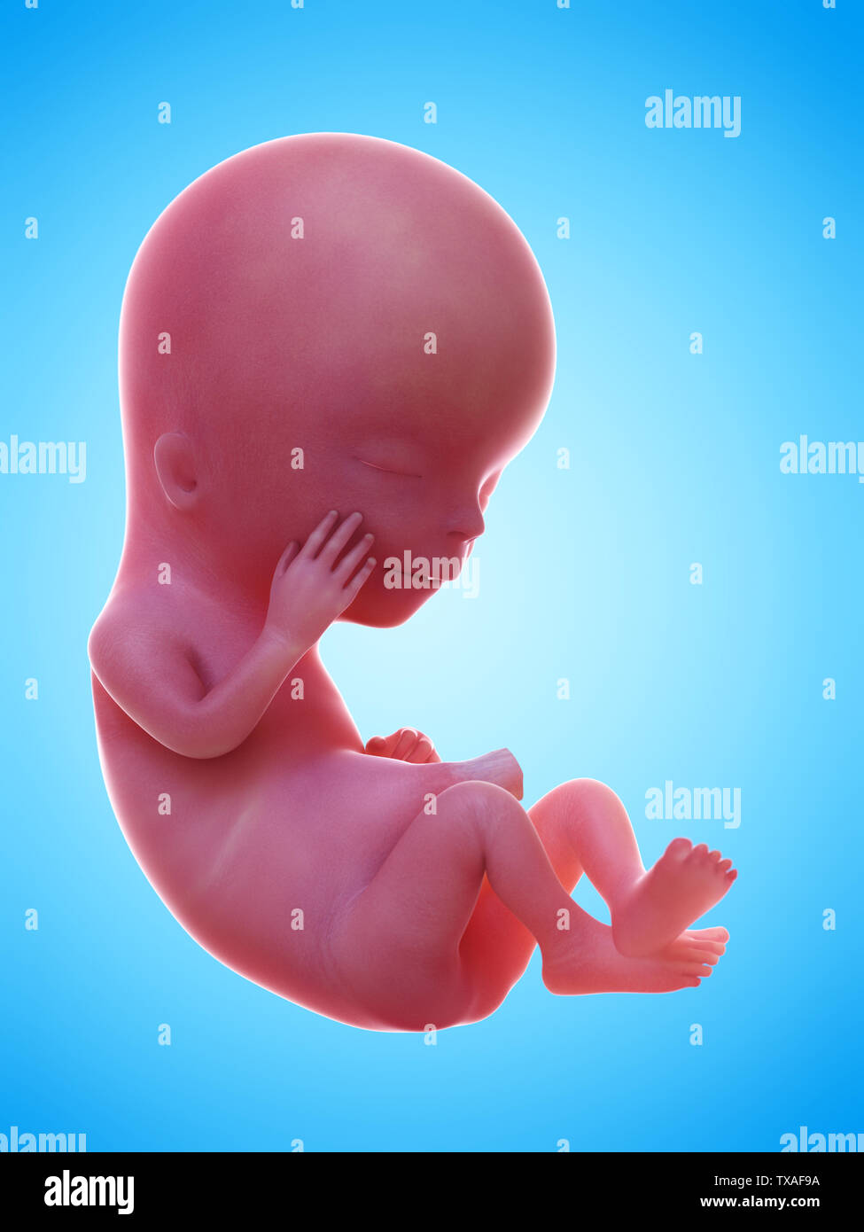 3d rendered medically accurate illustration of a human fetus week 12 ...