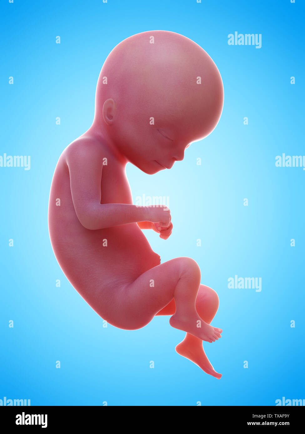 3d rendered medically accurate illustration of a human fetus week 16 ...